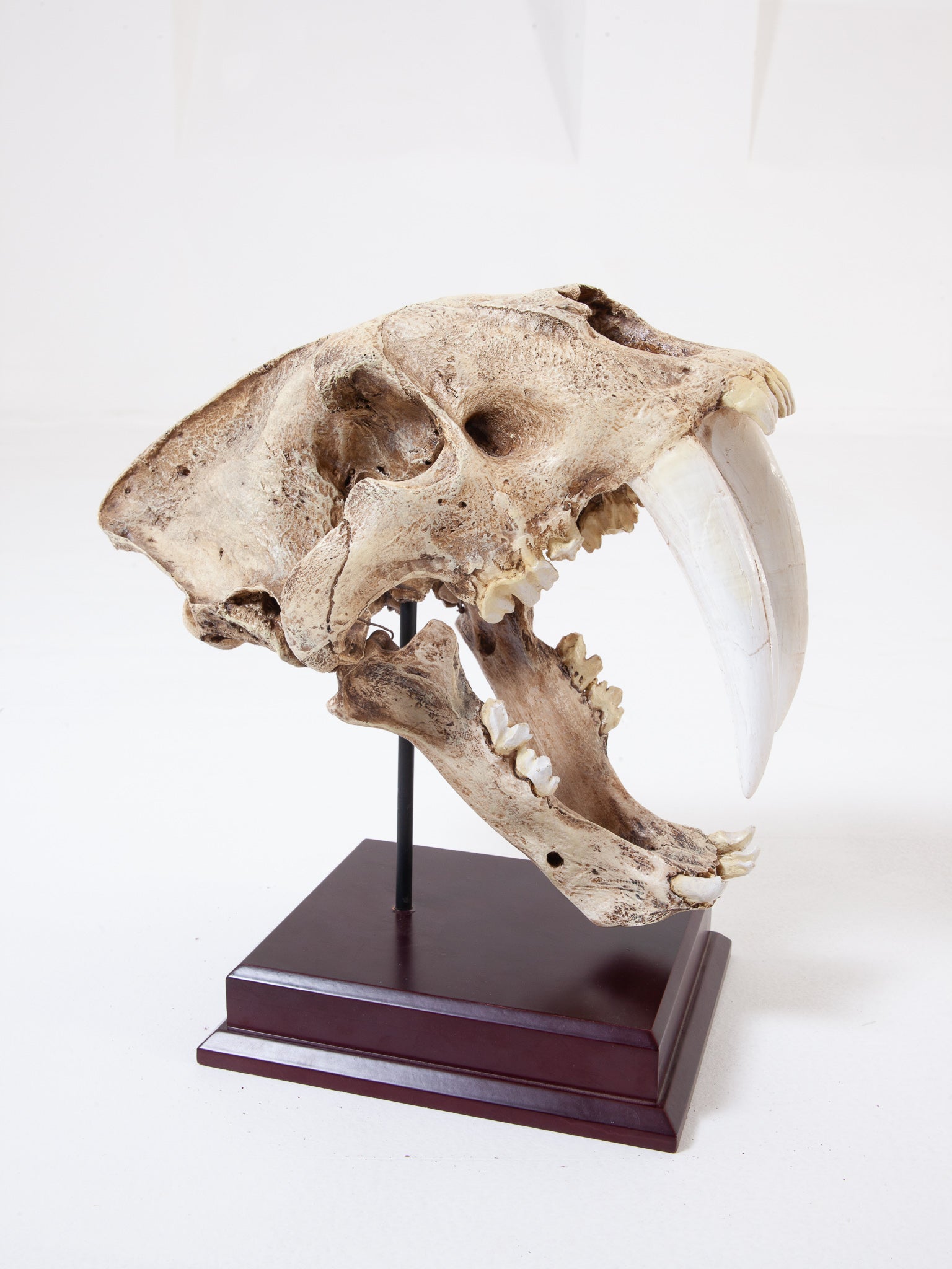 Saber Tooth Tiger Skull Front View